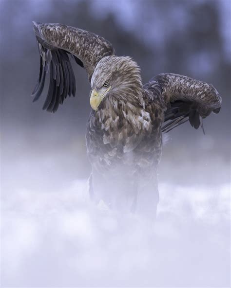 Viktor Eklund Nordenbilder Part Fotografering Och Fotokonst