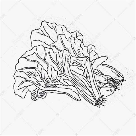 手绘黑边线条侧放的青菜素材图片免费下载 千库网