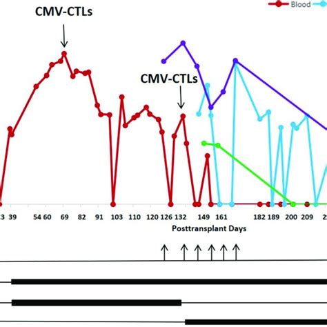 Cmv Viral Load And Antiviral Treatments Of The Patient Download