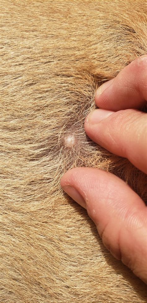 Just Noticed This Soft Ish White Bump On My Dogs Fur Any Thoughts On