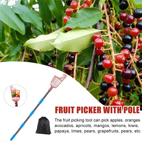 Adjustable Fruit Picker Orchard Gardening Apple Pe Grandado