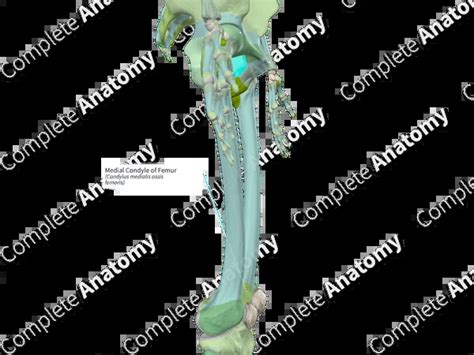 Medial Condyle Of Femur Complete Anatomy