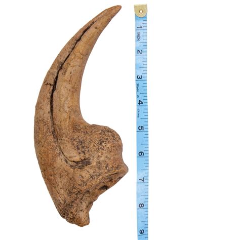 Torvosaurus King Of The Jurassic Crate Etsy