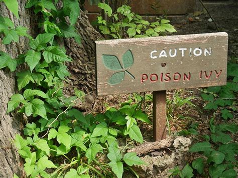Is Poison Ivy Contagious How It Spreads