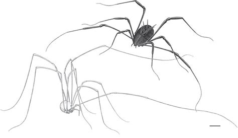 Harvestmen Opiliones Scientific Illustration Anatomy And Morphology
