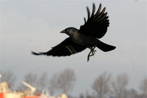 Jackdaw Corvus Monedula Linnaeus 1758