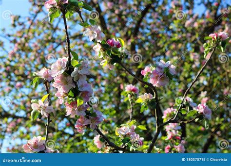 Pink Apple Blossom Tree