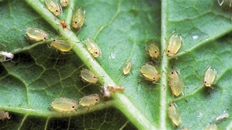 Peach Potato Aphid Pests Of Bhutan