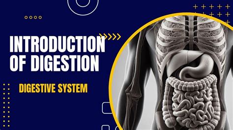 Digestive System Digestive System 1 Class 11 Biology Youtube