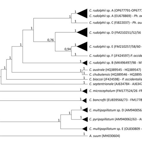 Figure E Bayesian Inference Phylogenetic Tree Based On Sequences Of Download Scientific Diagram