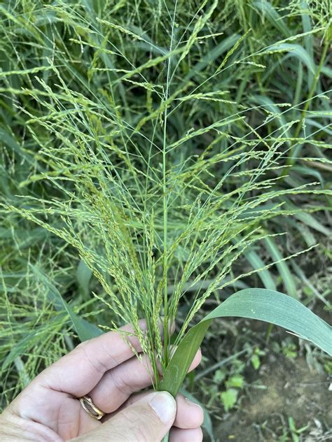 Smooth Witchgrass From Valleywood Dr Arlington Tx Us On October 1