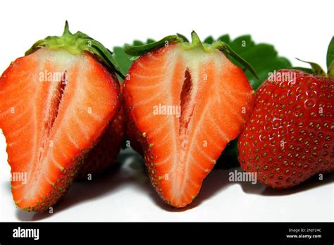 Hybrid Strawberry Garden Strawberry Fragaria X Ananassa Fragaria