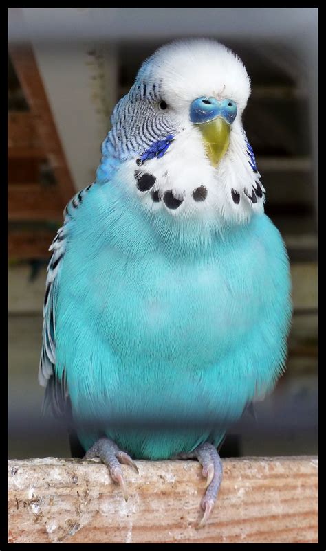 Light Blue Budgie Budgie Parakeet Colors Varieties Mutations Genetics