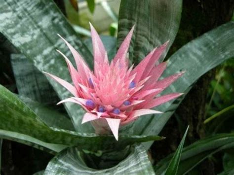 Tropical Plants 5 Flashcards Quizlet
