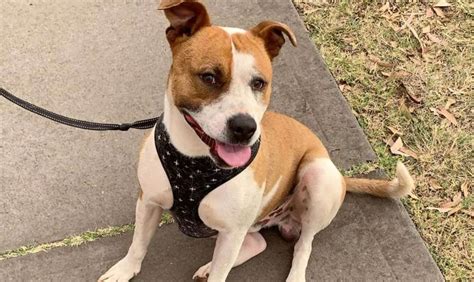 Jack Russel Terrier Mixes 40 Different Jrt Crossbreeds K9 Web