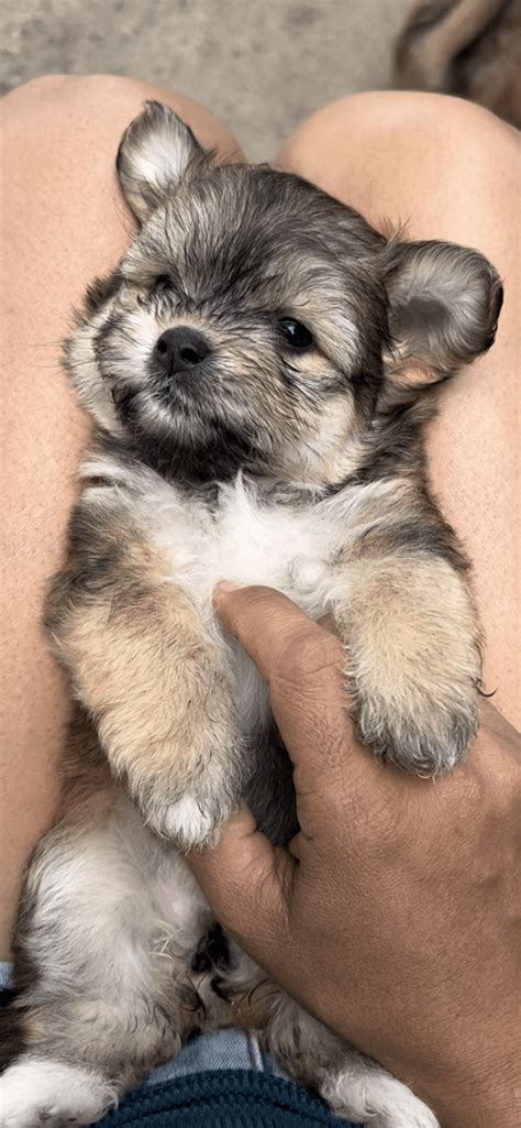 Pomapoo Puppies For Sale Livingston Ca 600987