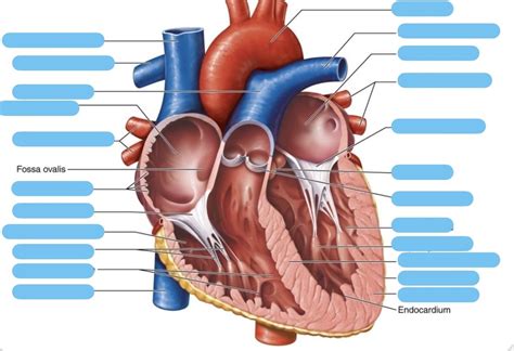 Bio 139 Lab Practical Diagram Quizlet