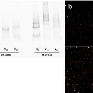 High Entropy Structures Formation A DNA Samples Of Different Download Scientific Diagram