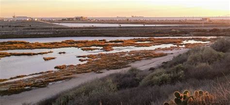 Restoration At The Bolsa Chica Ecological Reserve Anchor Qea