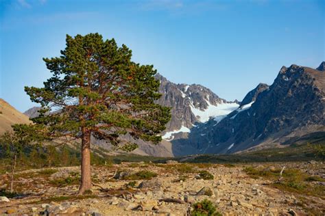 A Solitary Tree Stands Tall Amidst A Breathtakingly Majestic Mountain