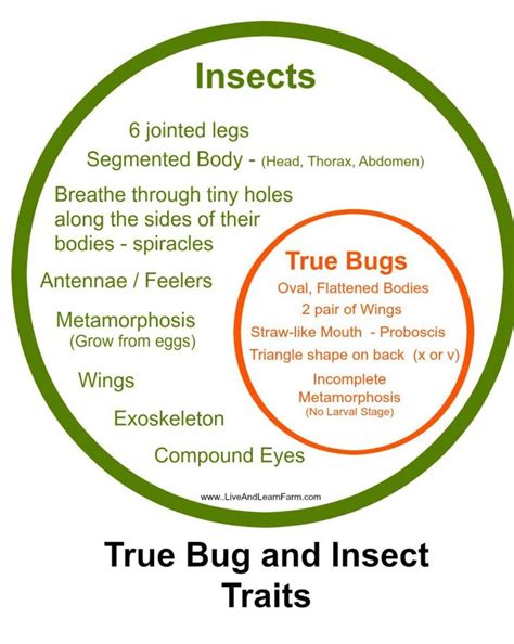 Is It A Bug Or An Insect Live And Learn Farm In 2025 Bugs And