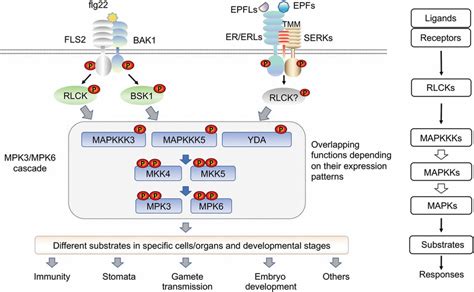 Overlapping Functions Of Yda Mapkkk3 And Mapkkk5 In The Mpk3 Mpk6 Download Scientific Diagram