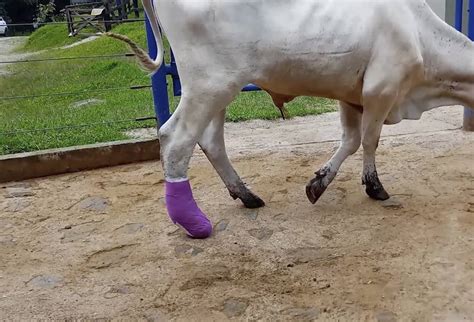 Video En Colombia Crean órtesis Para Bovino Que Padece De