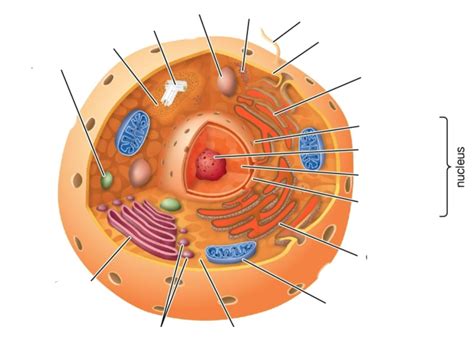Cytoplasmic Organelles Diagram Quizlet