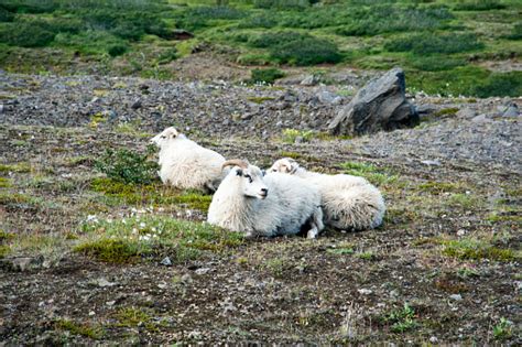 Foto De Ovelhas Numa Paisagem Típica Islandesa Uma Natureza Selvagem De