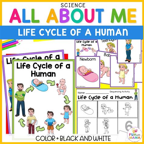 Dinosaur Life Cycle Craft