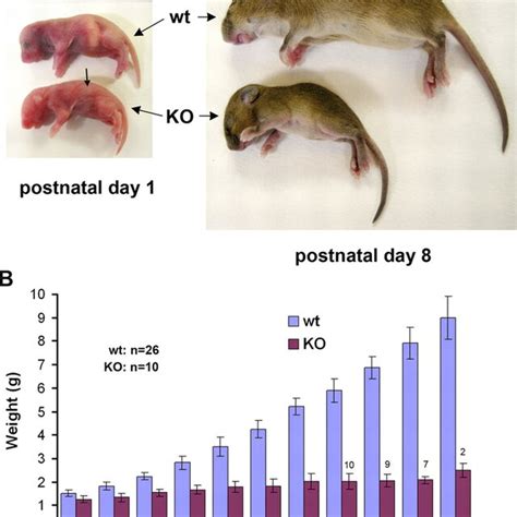 Nebulin−− Mice Are Born At A Similar Weight As Their Wild Type