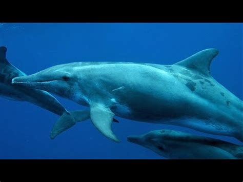 Facts The Rough Toothed Dolphin Youtube