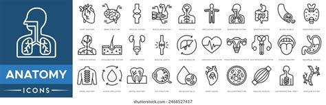 5 Hundred Integumentary System System Royalty Free Images Stock
