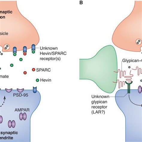 Developmental Pruning Of Mushroom Body γ Neuron Axons Requires Glia