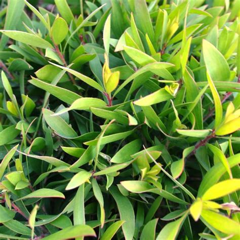 Melaleuca Quinquinervia Mini Quini Divine Plants Online Shop