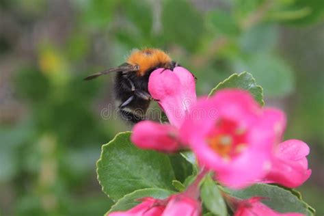Bumble Bees Pollinating Flowers In A British Garden Insect Pollination
