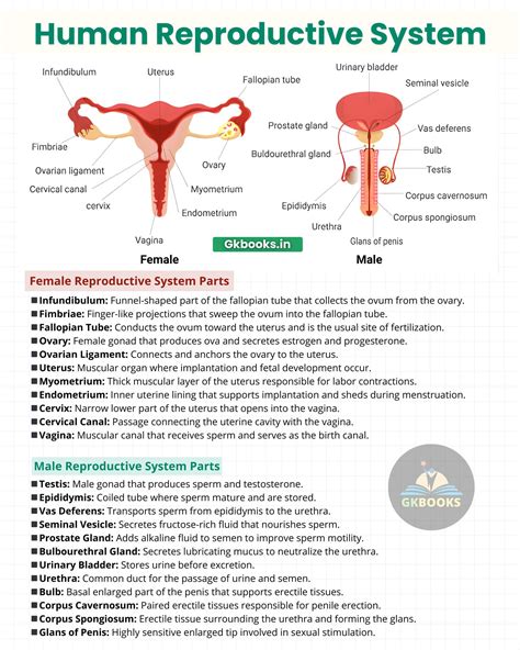 Gkbooks Human Reproductive System Structure And Functions Male