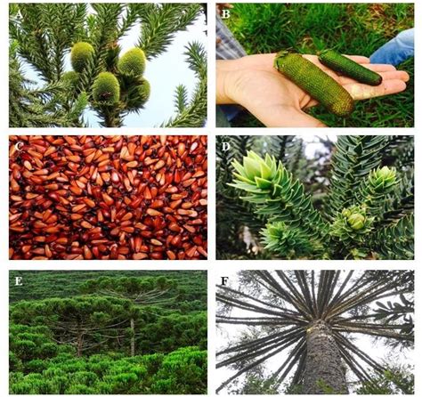 Pinus Staminate Strobili