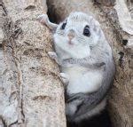 Japanese Dwarf Flying Squirrel Facts Size Habitat And Pictures