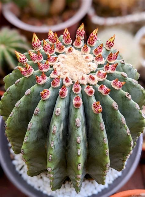 White Fuzz Between Tubercles Mealybugs Or Natural Occurrence Rcactus