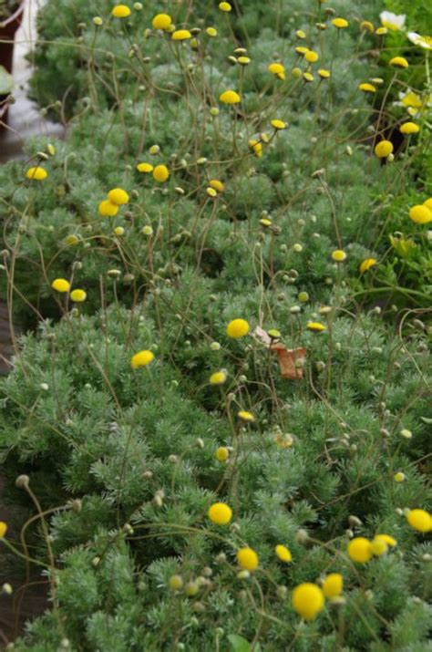 Cotula Hispida Goudknopje Vedermos Bloemenpark Appeltern