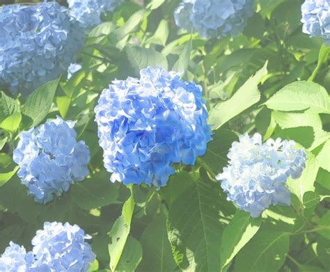 【あじさいの描き方】水彩画で紫陽花を描く簡単な方法を解説 絵画をたしなむ