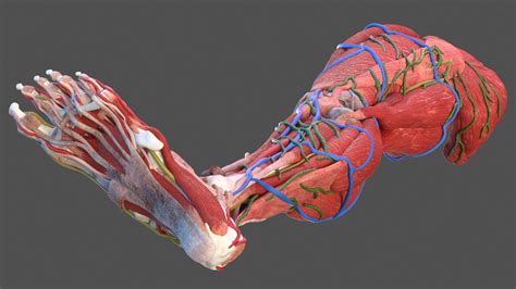 Male Leg Full Anatomy 3d Model 139 3ds Blend C4d Fbx Ma Obj