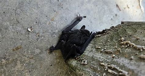 Bat 3 Album On Imgur Bat 3 Album On Imgur