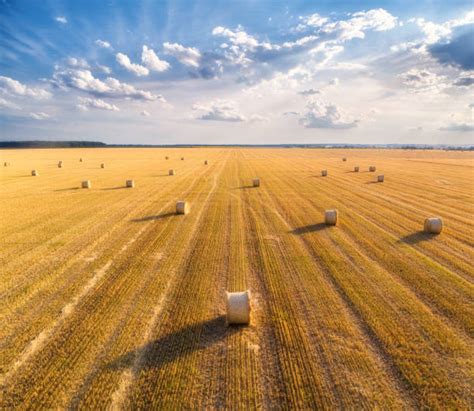 13 900 Bildbanksfoton Bilder Och Royaltyfria Bilder Med Wheat Field Drone Istock
