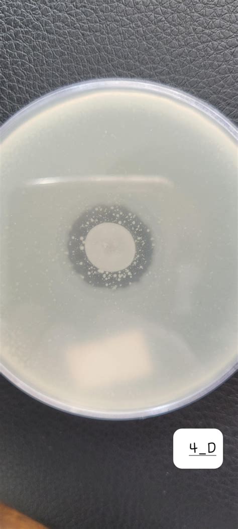 Phage Plauqe Assay Problem Rlabrats