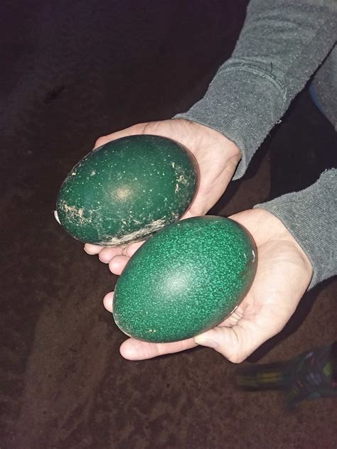 Emu Eggs Hatching