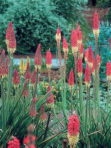 Kniphofia Uvaria Royal Castle Mix Perennial