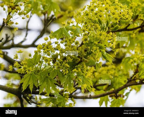 Yellow Green Spring Flowers Of The Hardy Deciduous Norway Maple Tree Acer Platanoides Stock