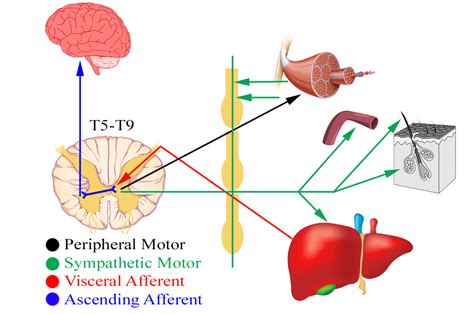 The Unique Connection Of Viscerosomatic Reflexes And The Spine El Paso